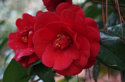 Camellia japonica 'Rosehill Red' | Camellia 'Rose Hill Rubra' | plant lust