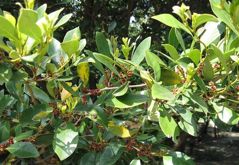 Distylium racemosum | Evergreen Witch Hazel | Isu Tree | Winter-hazel ...