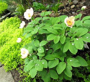 Origanum from multiple nurseries on Plant Lust