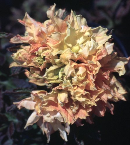 Cheerful Giant Azalea | Azalea 'Cheerful Giant' | plant lust