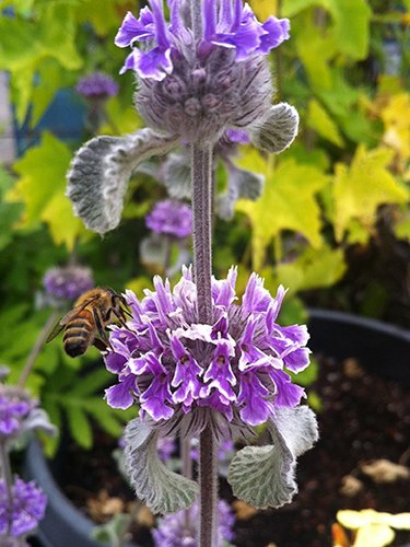Marrubium supinum | Scallop Shell Horehound | plant lust