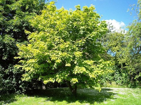 Acer pensylvanicum | Moosewood | Snakebark Maple | Striped Maple ...