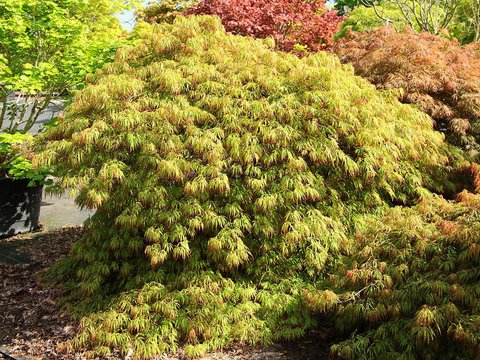 Acer palmatum 'Spring Delight' | Acer palmatum dissectum 'Spring ...