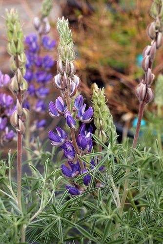 Lupinus formosus var. formosus | Summer Lupine | plant lust