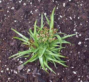 Luzula from multiple nurseries on Plant Lust