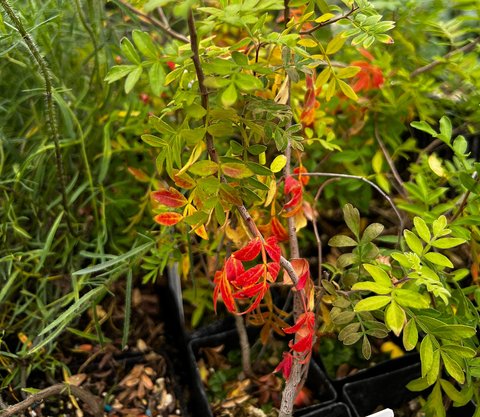 Rhus microphylla 'The Ranch' [Sanderson, TX] | Littleleaf Sumac | plant ...