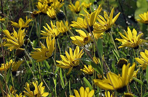 Helianthus x laetiflorus | Helianthus laetiflorus | Showy Sunflower ...