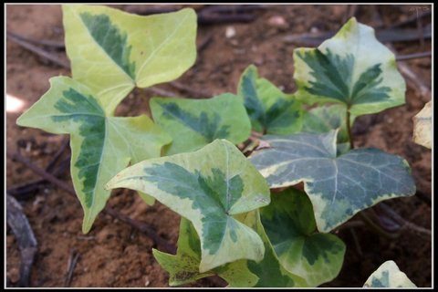 Hedera helix 'Goldchild' | Hedera helix 'Gold Child' | Hedera helix ...