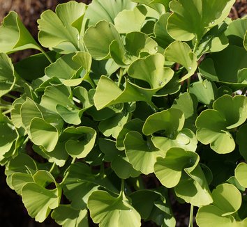 Ginkgo from multiple nurseries on Plant Lust