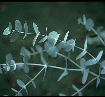 Eucalyptus pulverulenta 'Baby Blue' | Eucalyptus 'Baby' | Florist ...