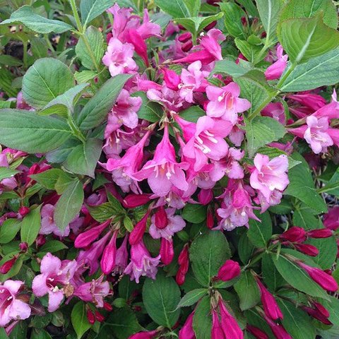 Weigela florida 'Minuet' | Weigela 'Minuet' | Minuet Cardinal Flowers ...