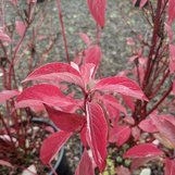 Cornus sericea Arctic Fire® PP18523 | Cornus Arctic Fire™ | Cornus ...