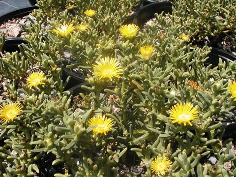 Malephora lutea | Yellow Hardy Ice Plant | plant lust