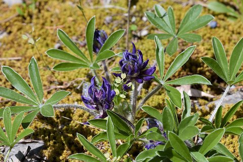 Pediomelum subacaule | Nashville Breadroot | Timpsula | White-Rim Scurf ...