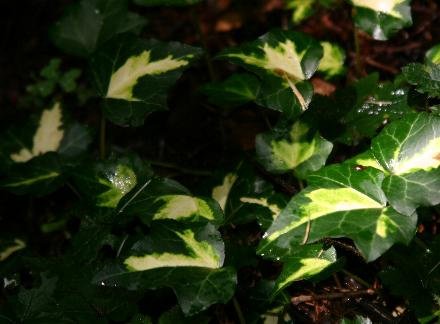 Hedera helix 'Oro di Bogliasco' | Hedera helix 'Gold Heart' | Hedera ...