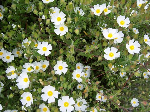 Cistus x florentinus 'Fontfroide' | Fontfroide Rockrose | plant lust