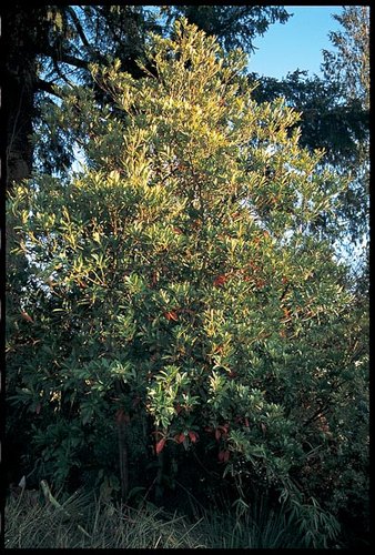 Elaeocarpus decipiens | Chinese Blueberry Tree | plant lust