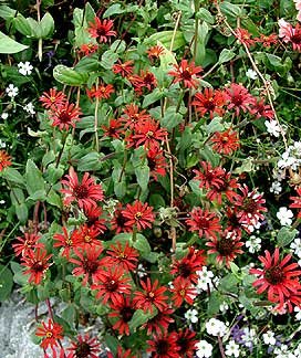 Zinnia 'Red Spider' | Zinnia tenuifolia 'Red Spider' | Red Spider ...