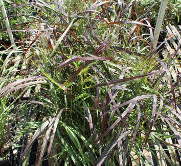Panicum from multiple nurseries on Plant Lust