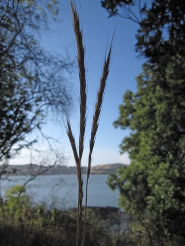 Elymus glaucus | Blue Wild Rye | plant lust