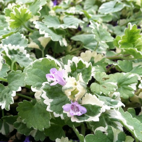 Glechoma hederacea 'Variegata' | Variegated Creeping Charlie ...