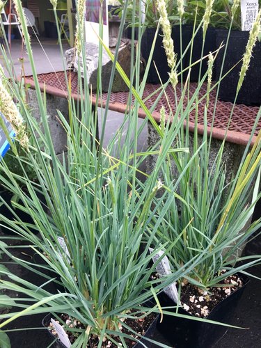 Sesleria autumnalis 'Campo de Azul' | Sesleria 'Campo Azul' | Autumn ...