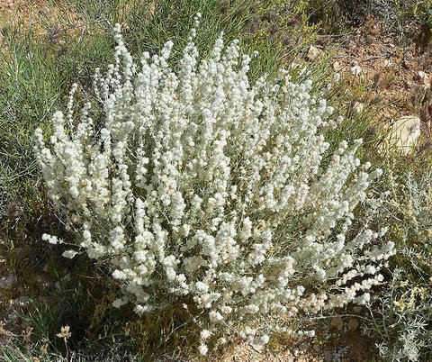 Krascheninnikovia lanata | Ceratoides lanata | Eurotia lanata ...