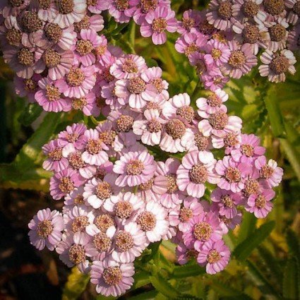 Achillea sibirica 'Love Parade' | Love Parade Siberian Yarrow | plant lust