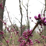 Cercis canadensis | North American Redbud | plant lust