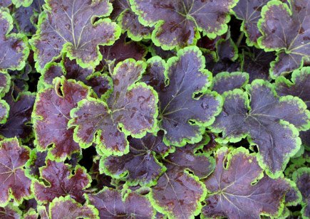 x Heucherella 'Solar Eclipse' PP23647 | Solar Eclipse Foamy Bells ...