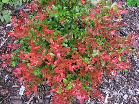 Vaccinium ovatum | Box Blueberry | Evergreen Huckleberry | plant lust