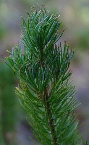 Pinus cembra 'Chalet' | Chalet Swiss Stone Pine | plant lust