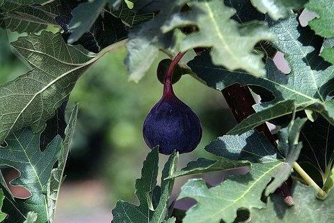 Ficus afghanistanica | Afghan Fig | plant lust