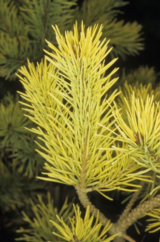 Pinus sylvestris 'Gold Coin' | Gold Coin Golden Scotch Pine | Gold Coin ...