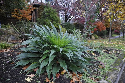 Echium 'Red Rocket' | Echium x wildpretii 'Rocket' | plant lust