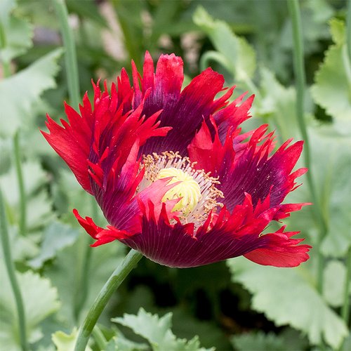 Select Seeds - plant lust