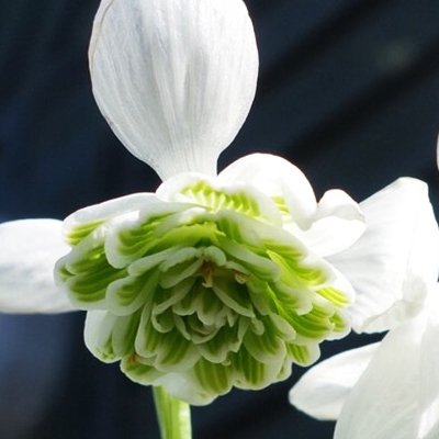 Galanthus 'Hippolyta' | Galanthus novalis 'Hippolyta' | Hippolyta ...