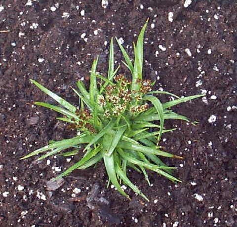 Luzula multiflora | Common Wood Rush | plant lust