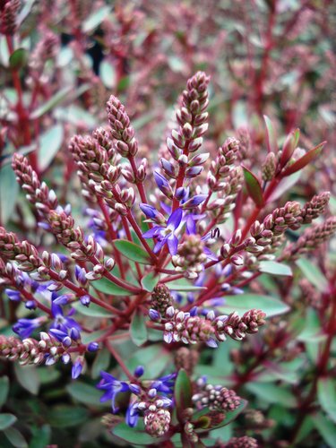 Hebe 'Caledonia' | plant lust