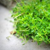 Thymus 'Lime' | Thymus citriodorus 'Lime' | Lime Thyme | plant lust