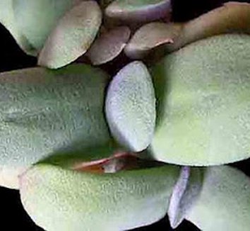 Gasteria from multiple nurseries on Plant Lust
