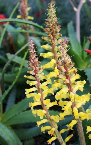 Lachenalia 'Romaud' | Romaud Cape Hyacinth | plant lust