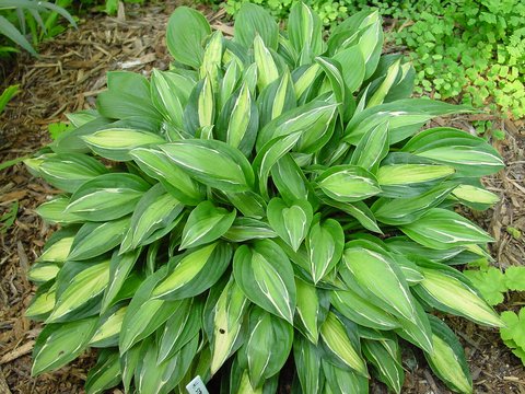Hosta 'Striptease' | Hosta fortunei 'Striptease' | plant lust