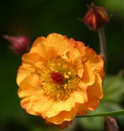 Geum 'Mango Lassi' | plant lust