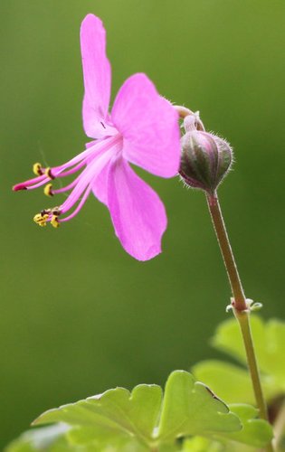 Geranium x cantabrigiense 'Cambridge' | Geranium 'Cambridge' | Geranium ...