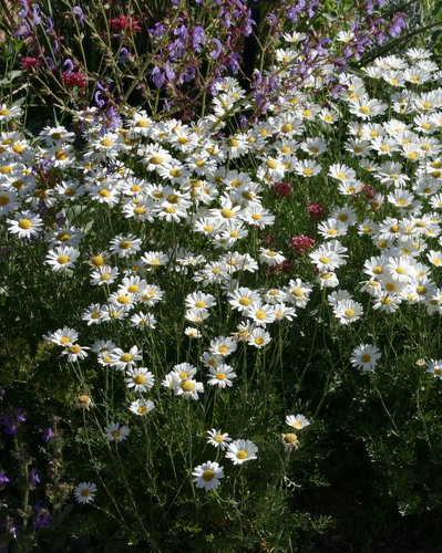 Tanacetum cinerariifolium | Chrysanthemum cinerarifolium | Dalmatian ...