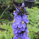 Aristea capitata | Aristea capitata syn major | Aristea major | plant lust