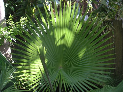 Brahea nitida | Brahea prominens | Hesper Palm | Sonoran Blue Palm ...