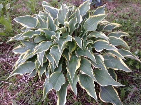 Hosta 'Dark Star' | | plant lust