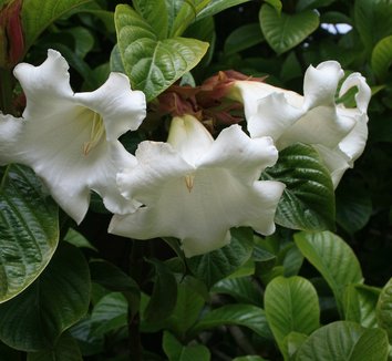 Beaumontia from multiple nurseries on Plant Lust